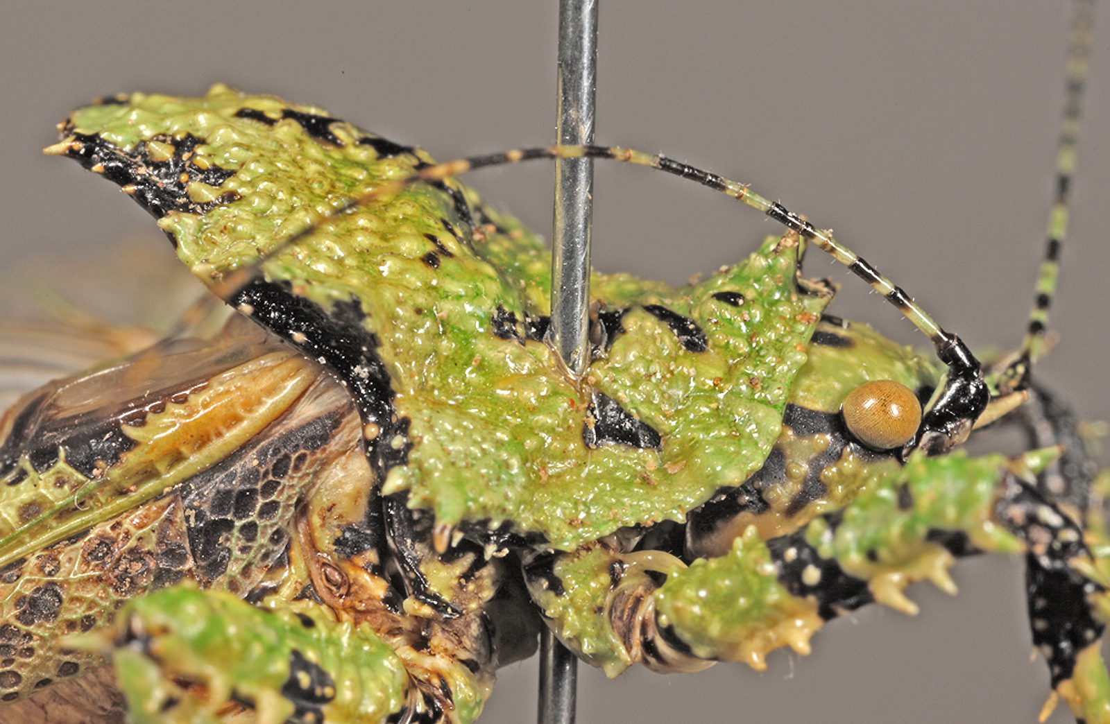 BunyipCo: March 2012