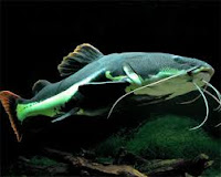 Aqua Fanatic: Red Tail Catfish - Profile