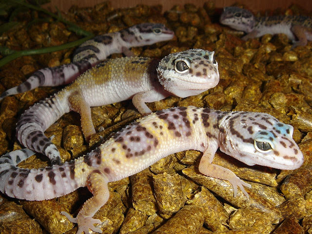 Leopard Gecko | The Life of Animals