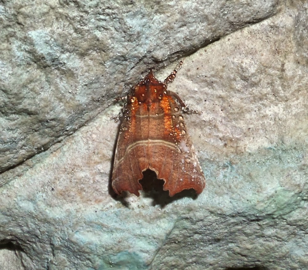 French wildlife and beekeeping: Bats and mushroom growing underground ...