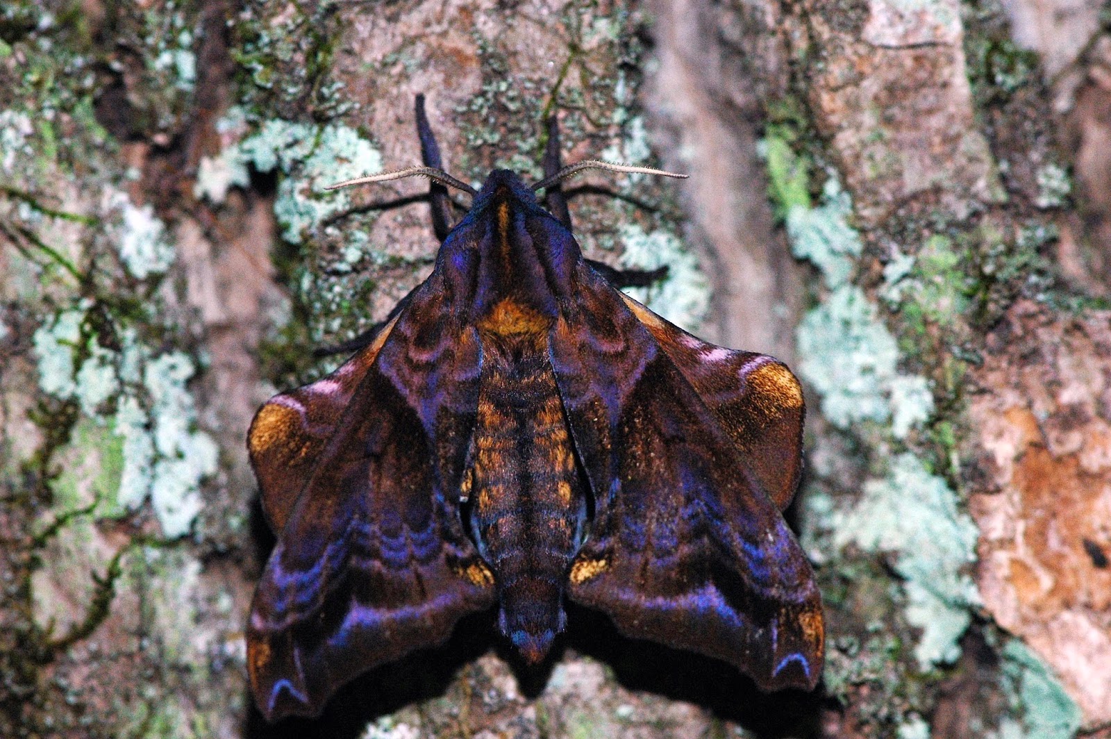Field Biology in Southeastern Ohio: A Moth Night-just for me