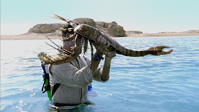 Animales prehistóricos: El león cavernario americano. El felino más ...