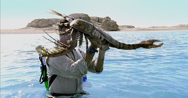 Animales prehistóricos: EURYPTÉRIDOS. EL JAEKELOPTERUS.