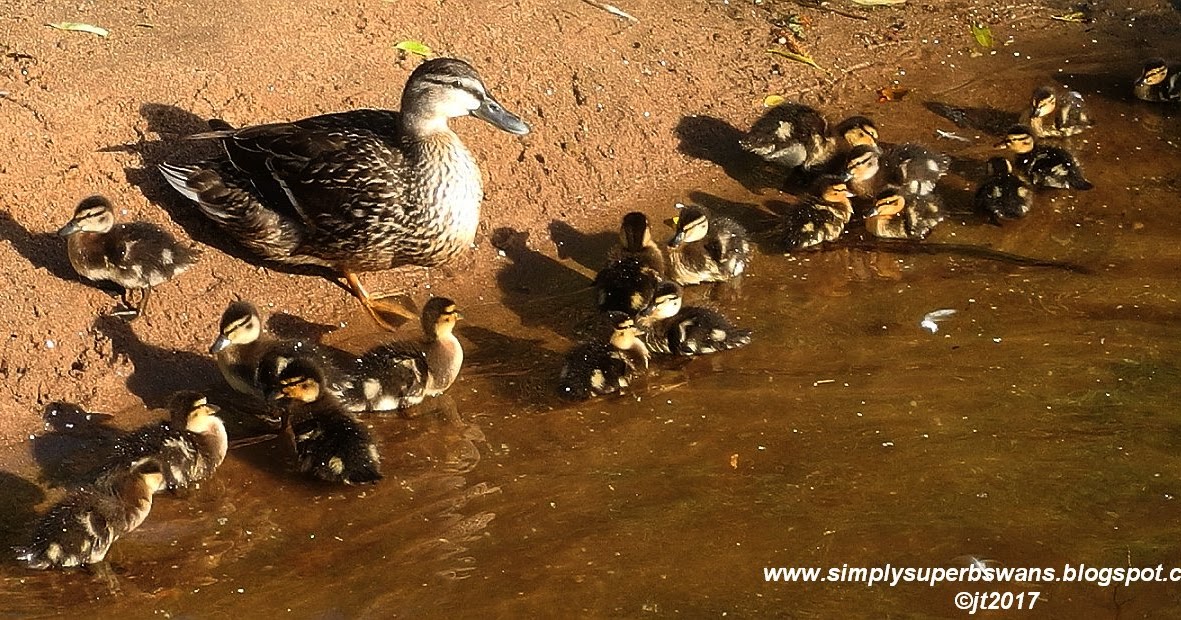 Simply Superb Swans: Two New Broods
