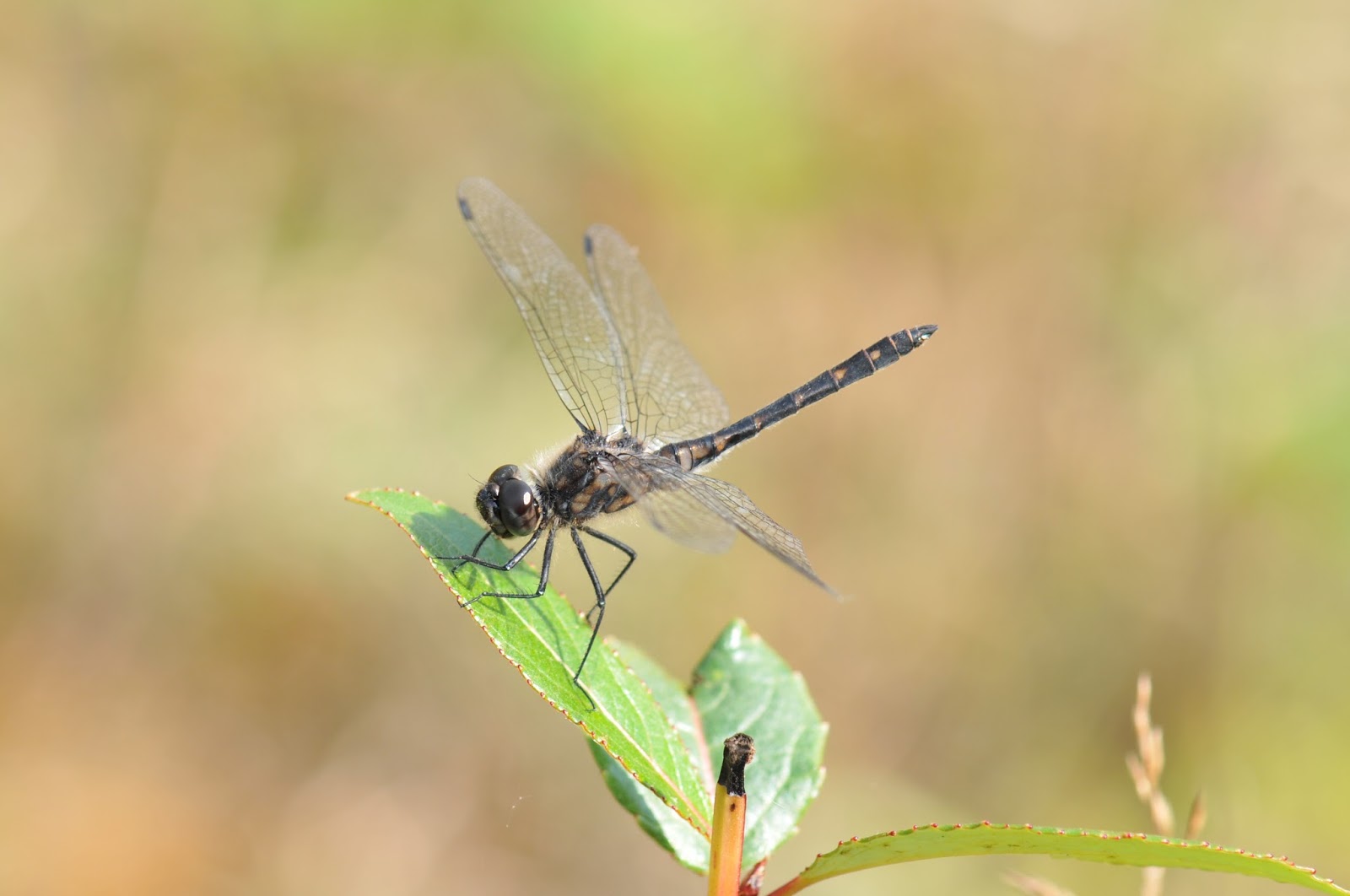The Dragonfly Whisperer Species Spotlight Black Meadowhawk