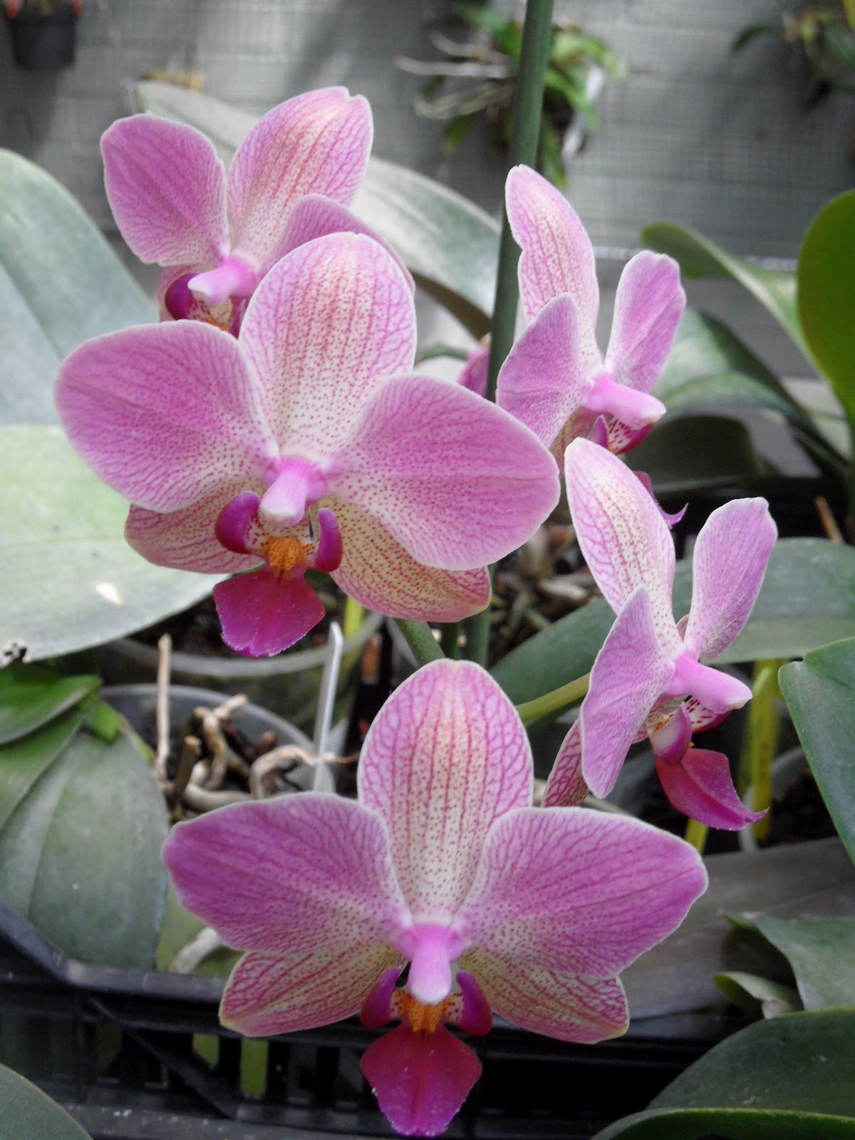 Orquídeas Blog de Angel Mar: septiembre 2012