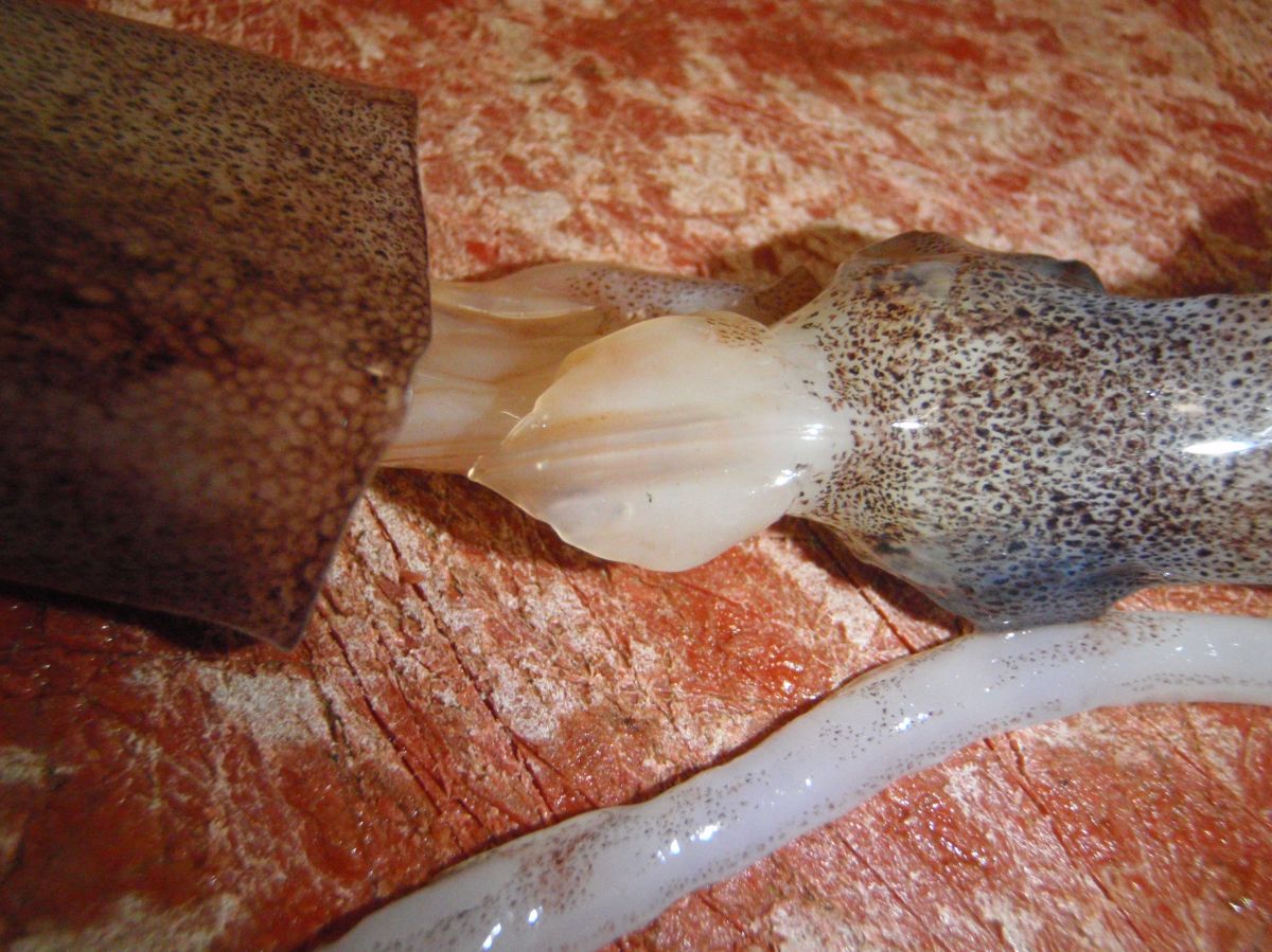 Blue Whiting Survey: 2019