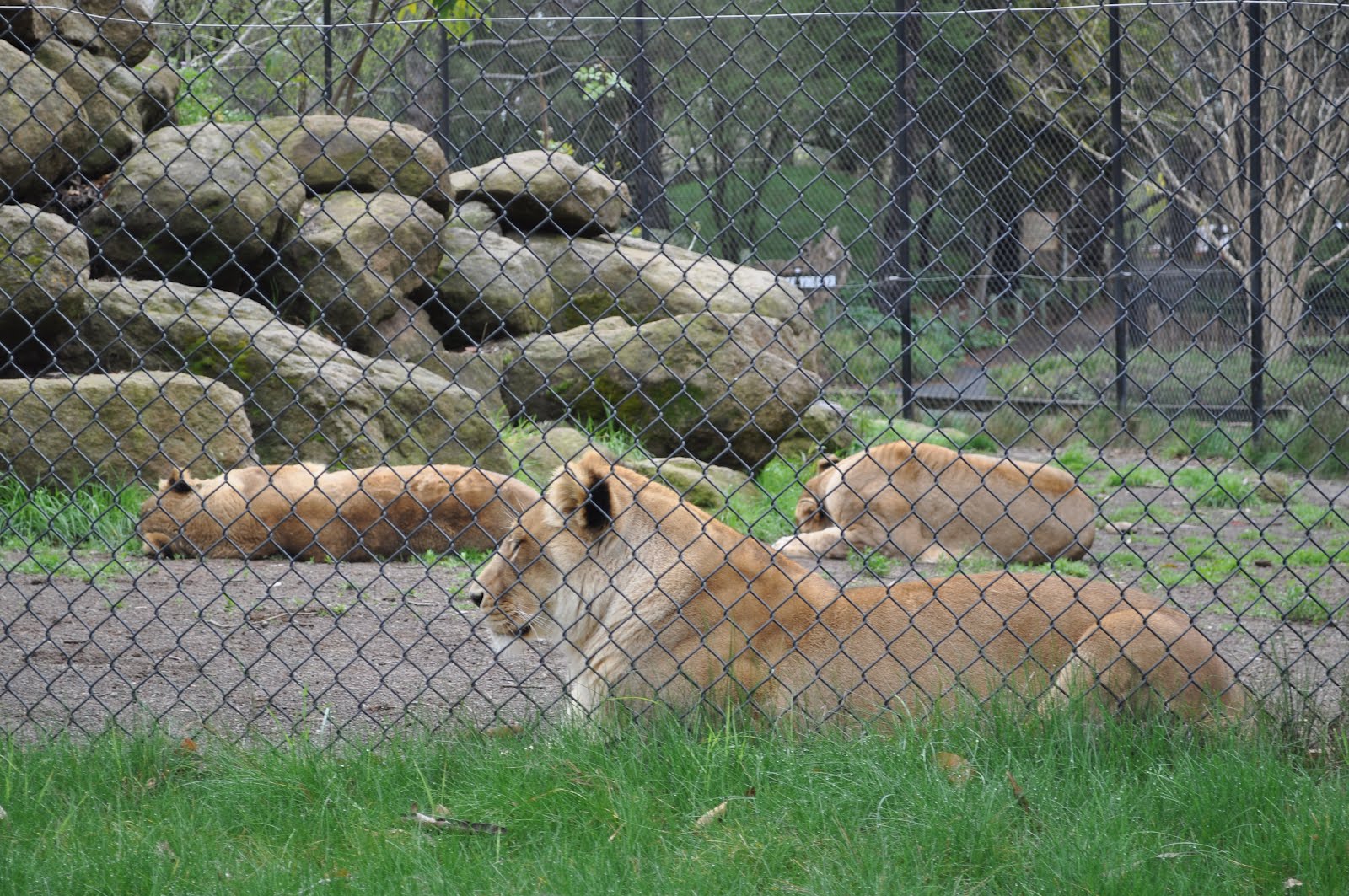 NewsPlusNotes: Six Flags Discovery Kingdom Opens for 2012