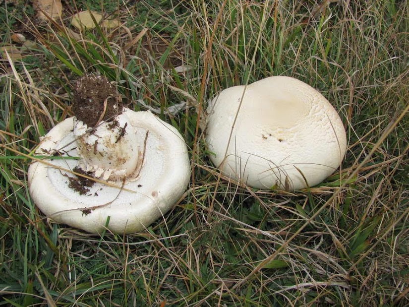 Guía de Setas y Hongos de Navarra.: Grupos Hongos