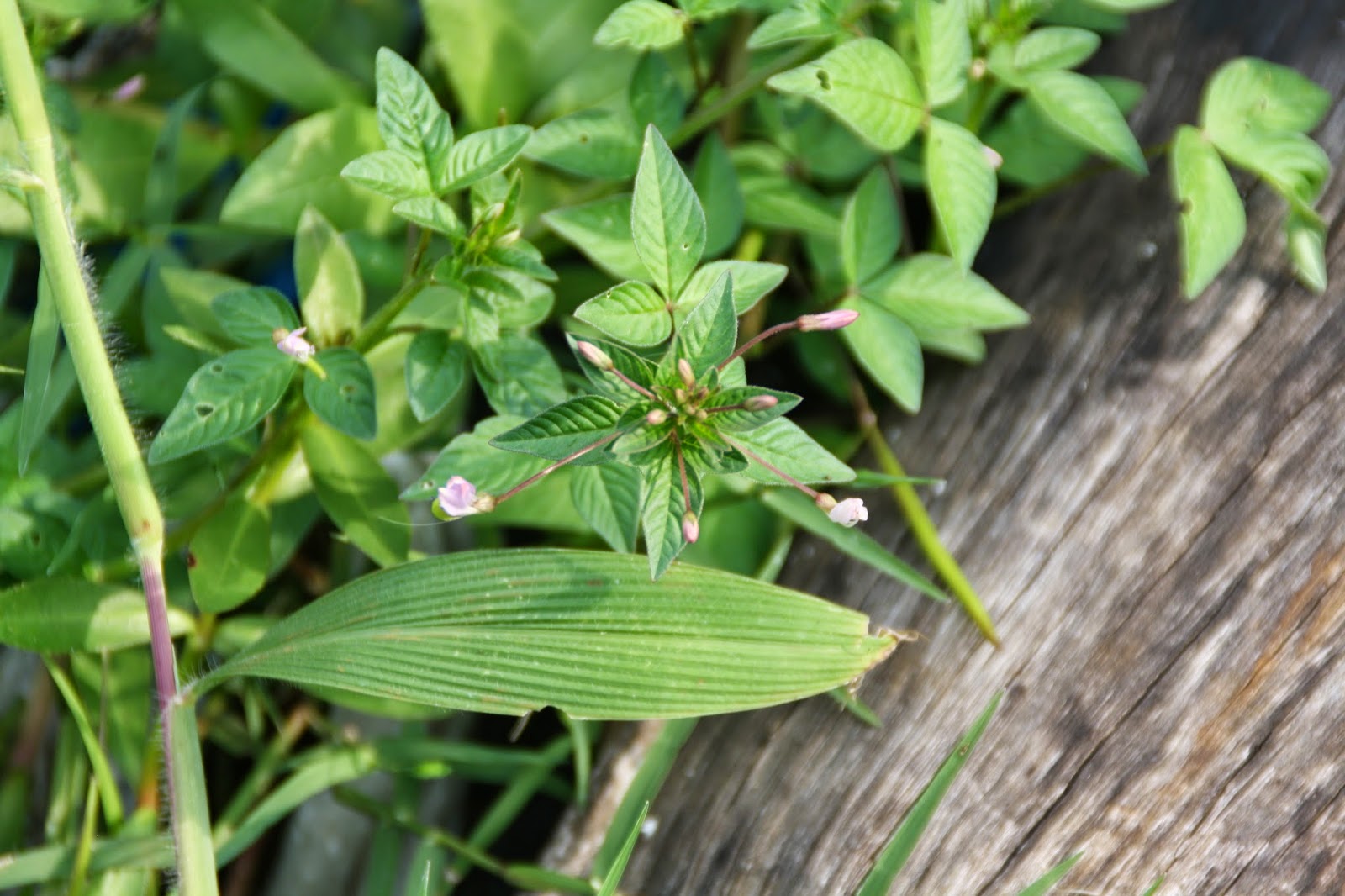 Email This BlogThis! Share to Twitter Share to Facebook