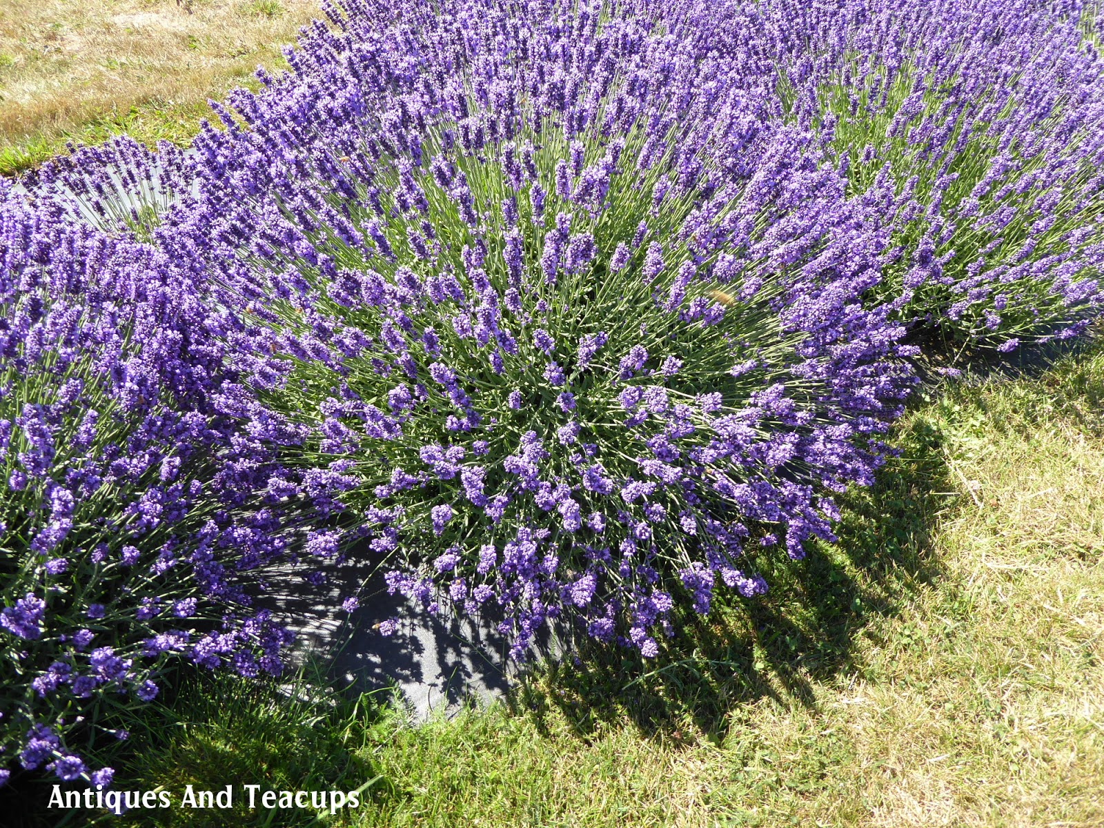 Antiques And Teacups: Sequim Lavender Festival Tuesday Cuppa Tea