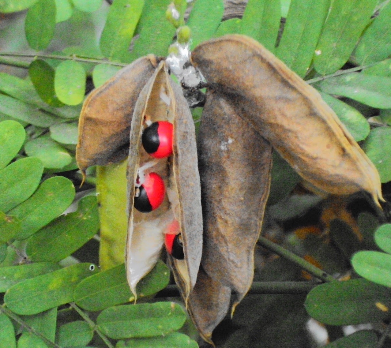 Blok888: Top 10 Most Poisonous Plants in the world