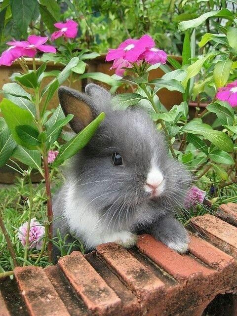 Beautiful Rabbits