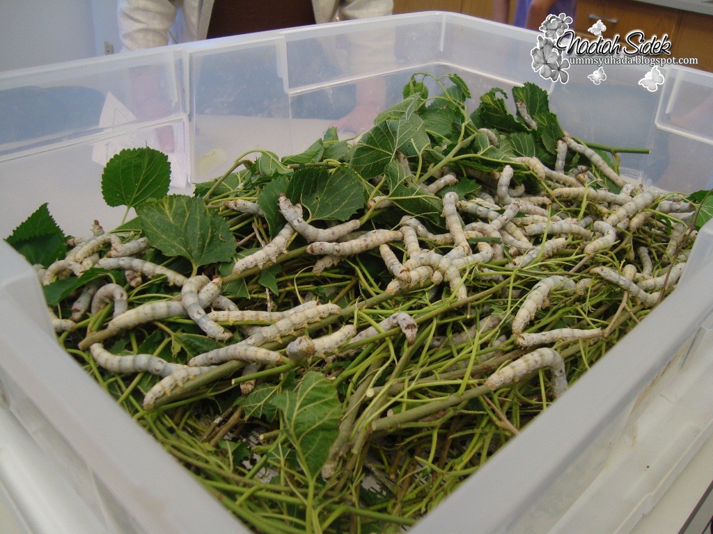 Bicara Hati...: Bermesra dengan serangga dan ulat