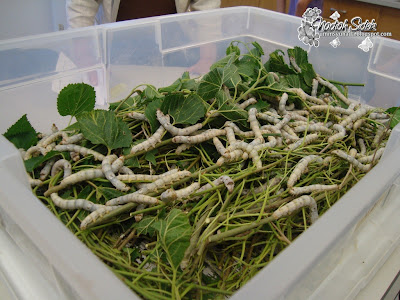 Bicara Hati...: Bermesra dengan serangga dan ulat