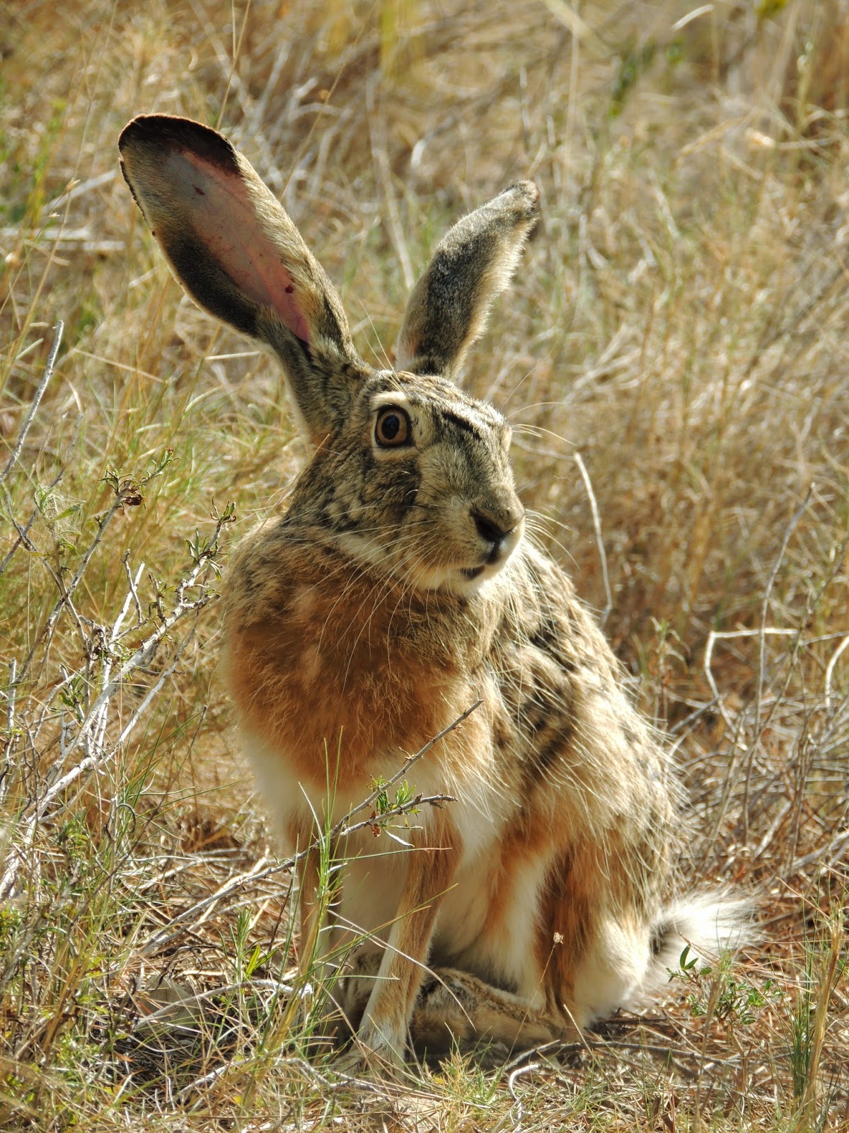 EL MOCHUELO CURIOSO: UNA LIEBRE CONFIADA...?