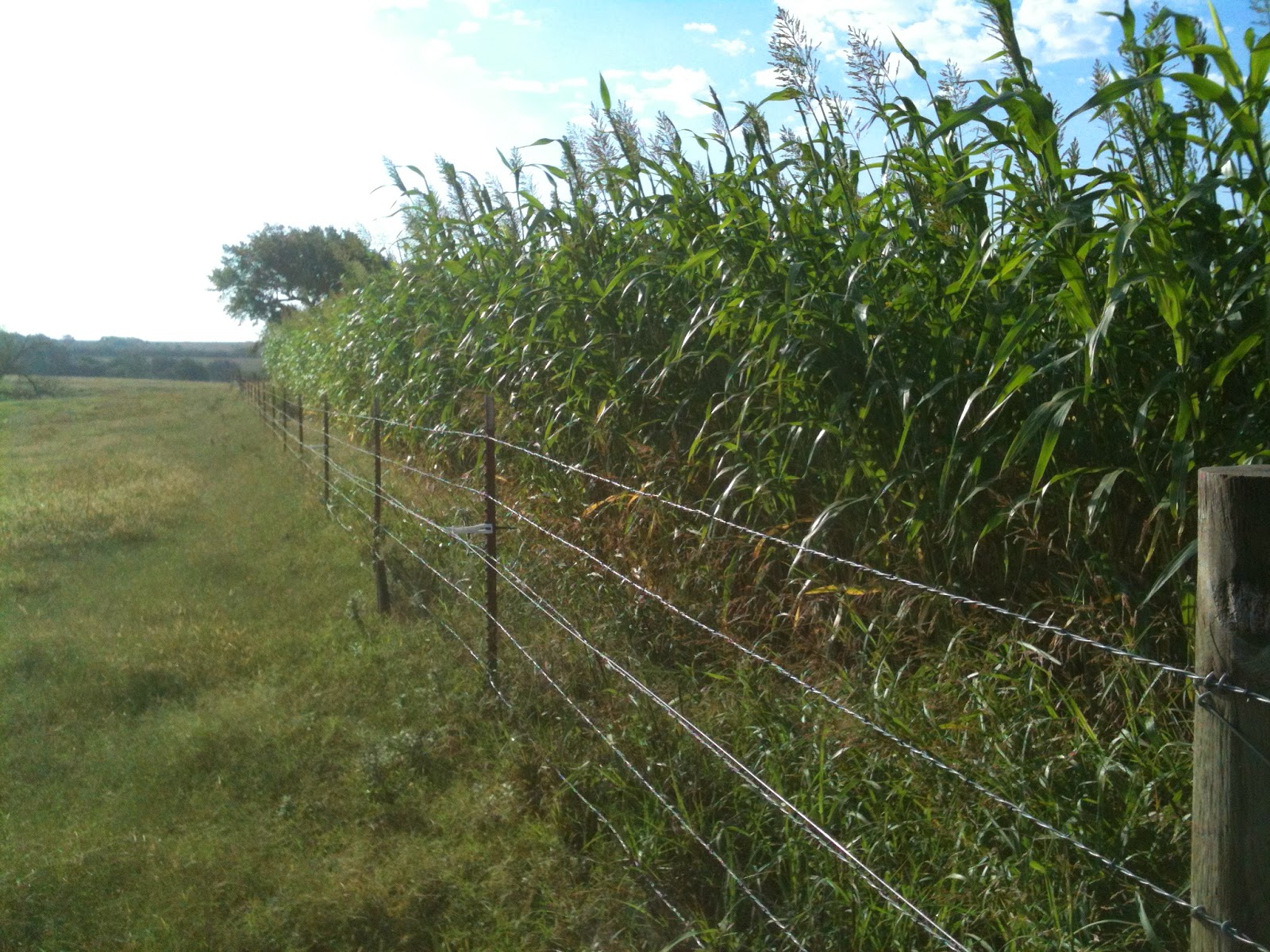 Watch Out For The Bull One More Sorghum Sudangrass Update