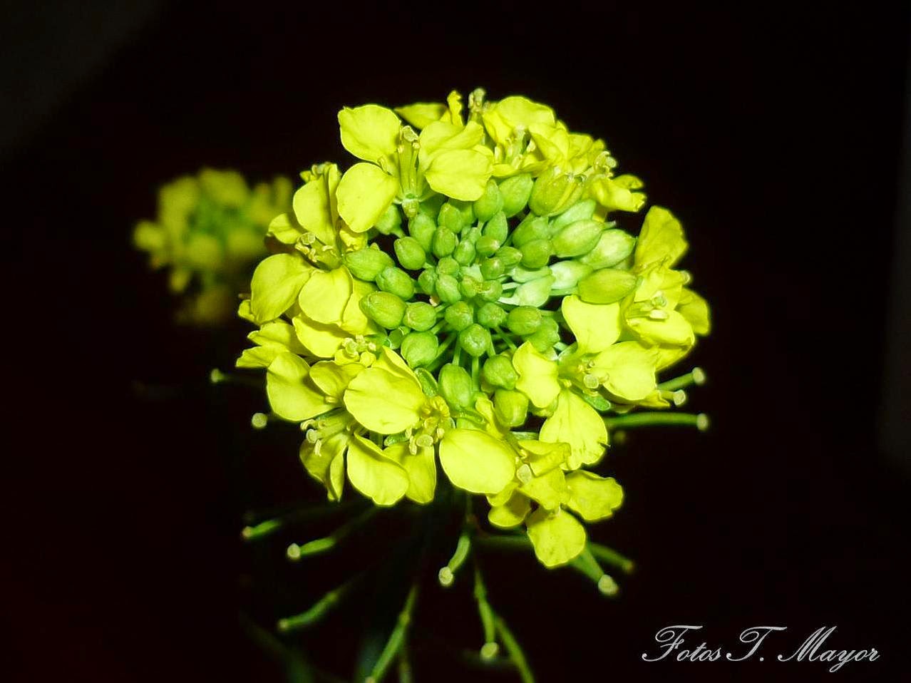 Flores y plantas silvestres: " Diplotaxis ibicensis ". Rabaniza ...