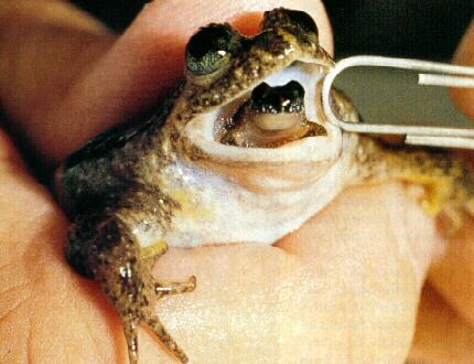 Gastric-Brooding Frog