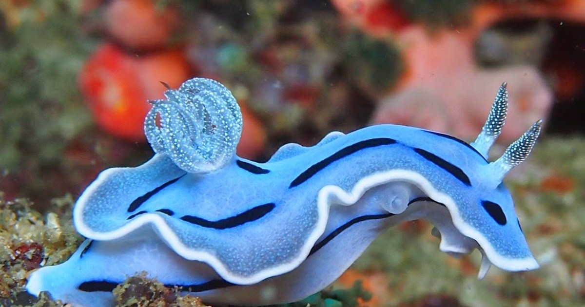 Catalogue of Organisms: Stunning Sea Slugs