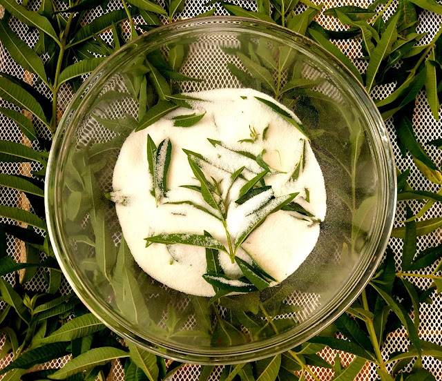 Lemon Verbena Living: Lemon Verbena Sugar Cookies