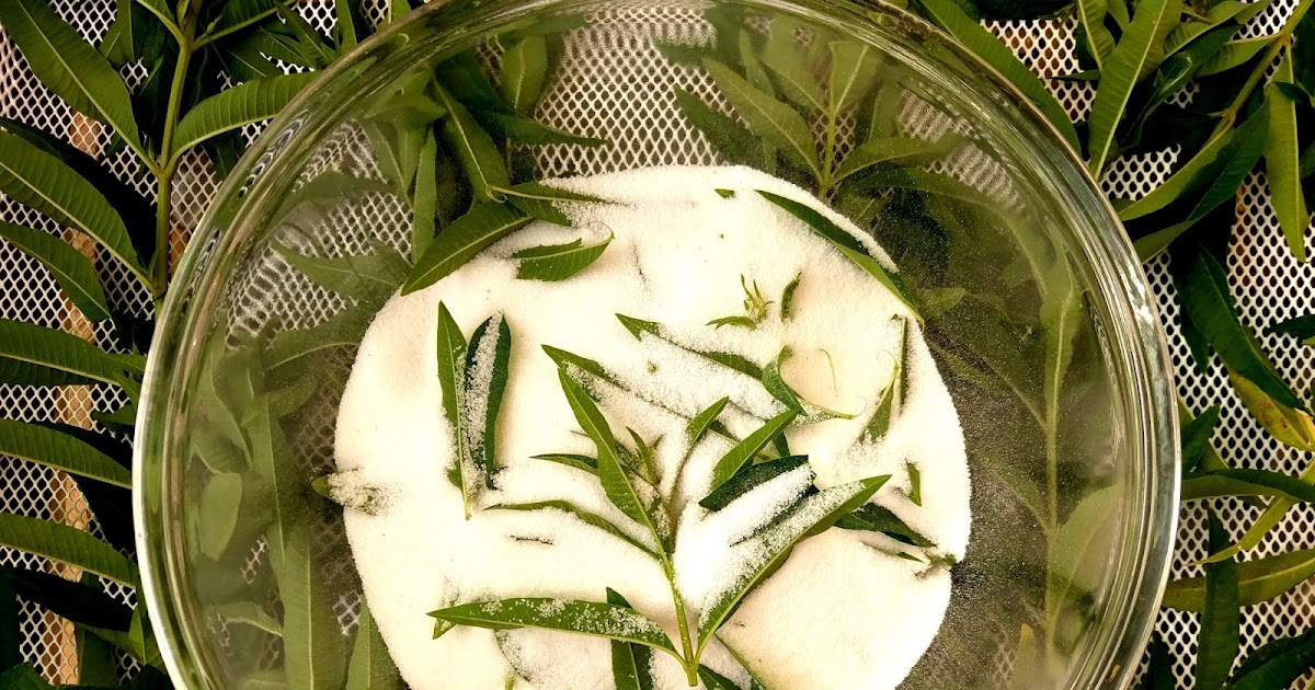 Lemon Verbena Living: Lemon Verbena Sugar Cookies