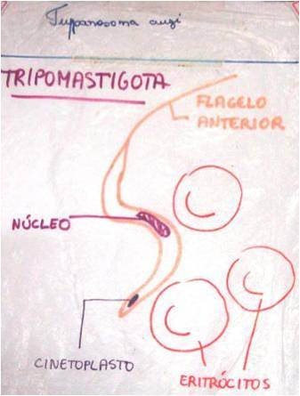 Aulas Práticas de Parasitologia - UFPE -: Leishmania sp. e Trypanosoma ...