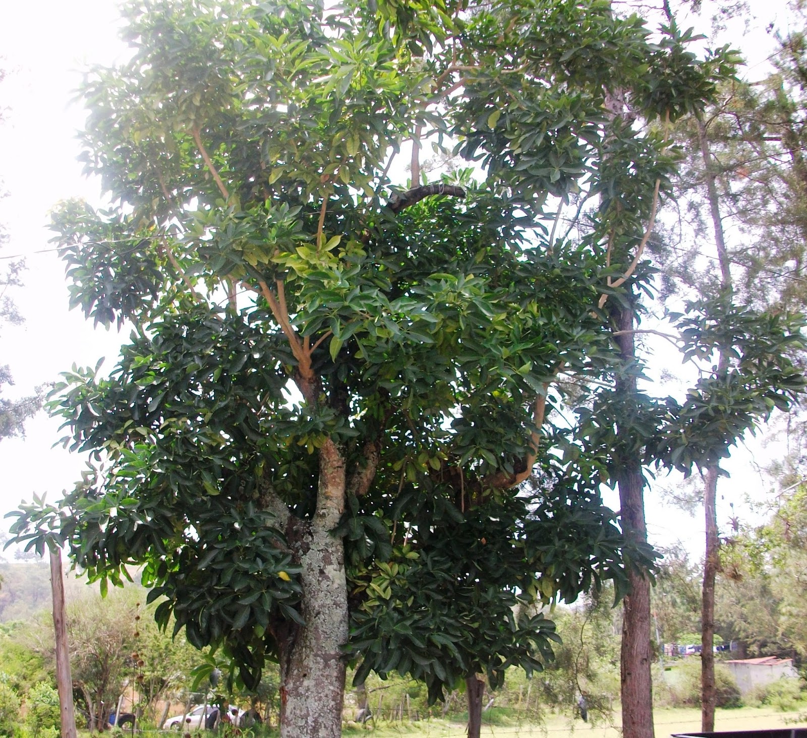 HISPAN SEFARAD 2: QUIÉN ME DIERA A BEBER DEL AGUA DEL POZO DE BELÉN ...