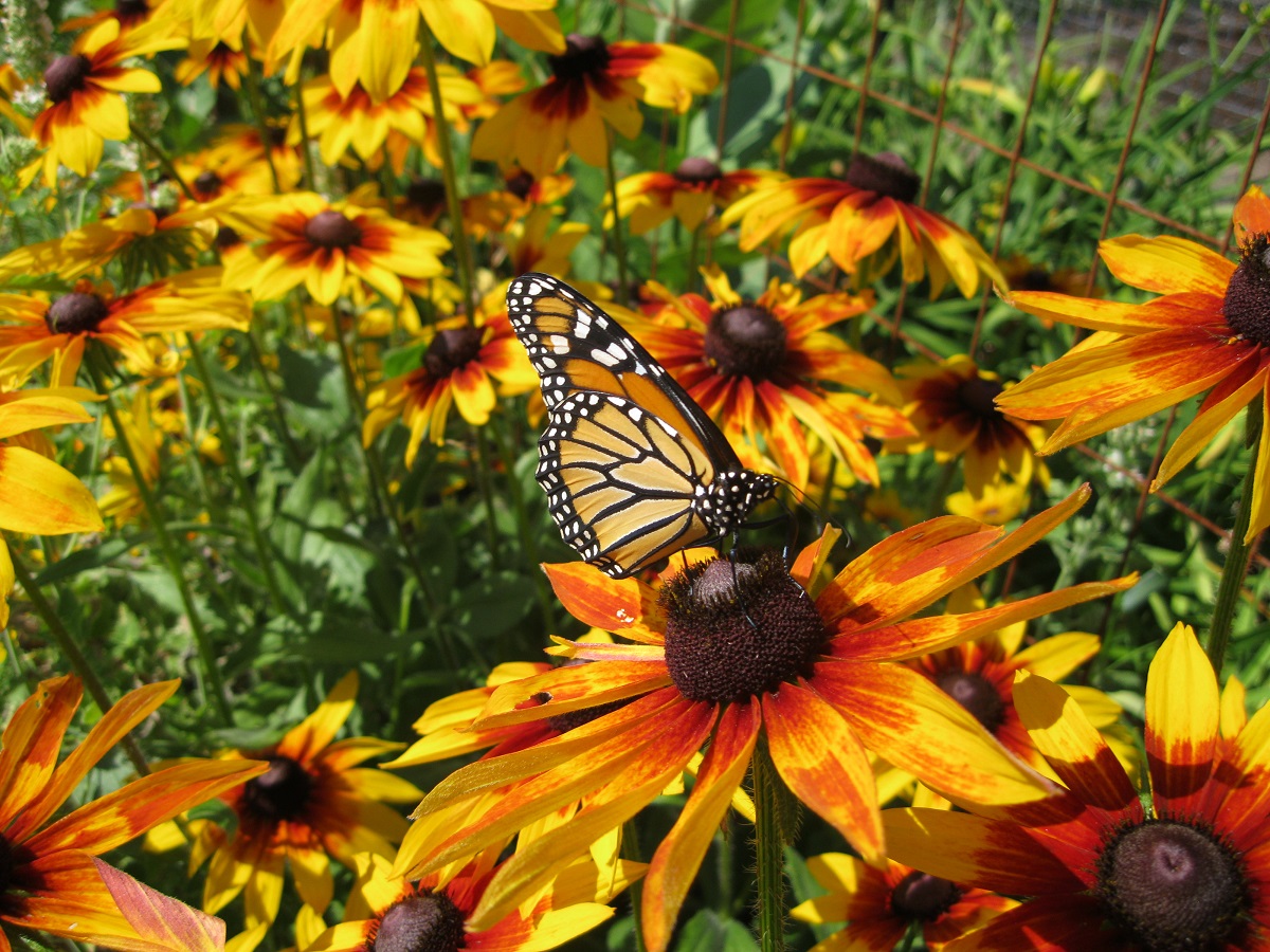 Plants and Stones: Glorious Composite Flowers And Pollination