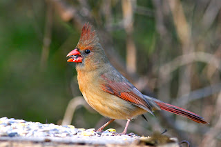 Vogel Pontifications: Northern Cardinal