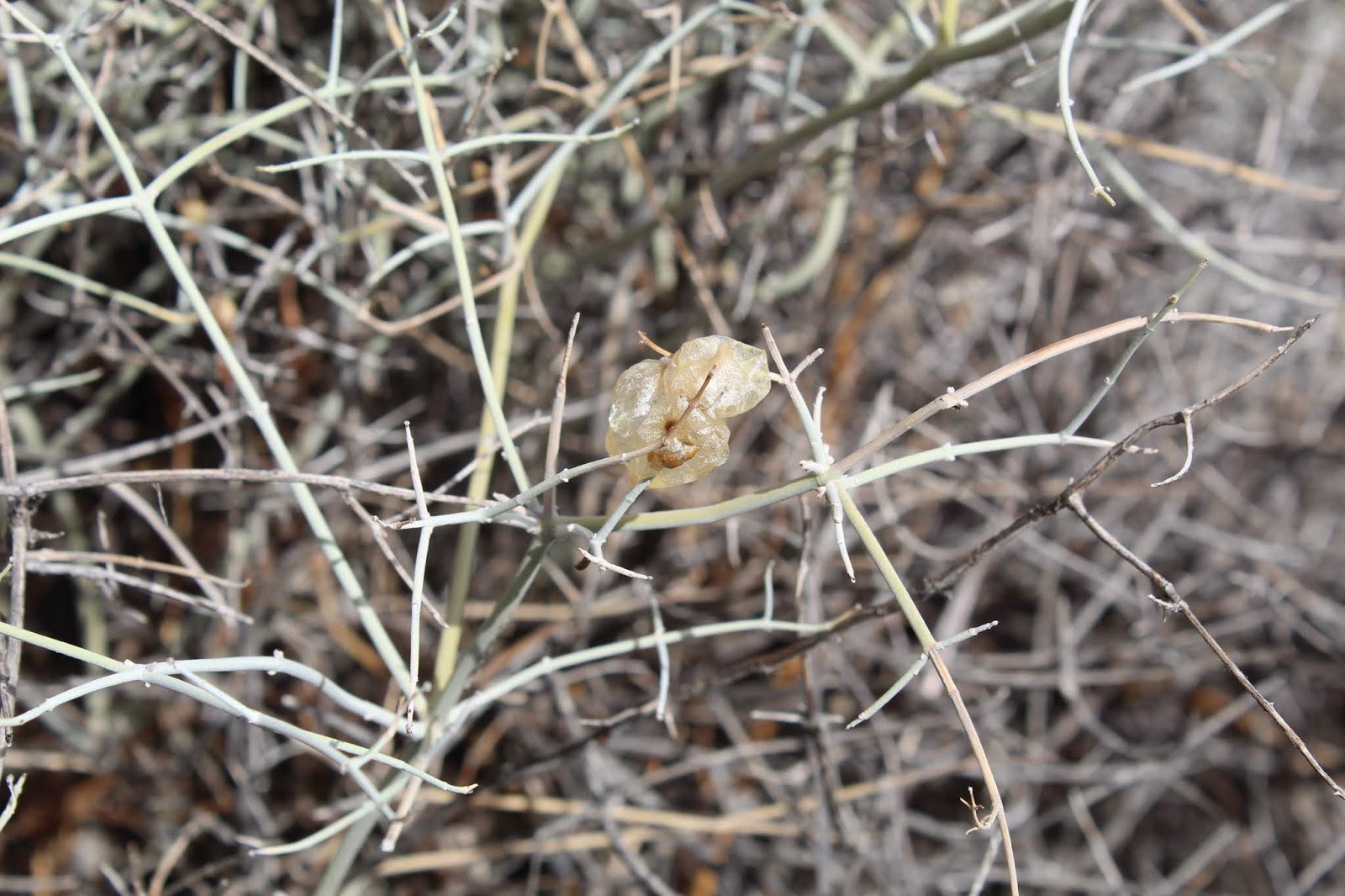 KEYS VIEW SCORPIONS TWO: SCUTELLARIA MEXICANA - PAPERBAG BUSH