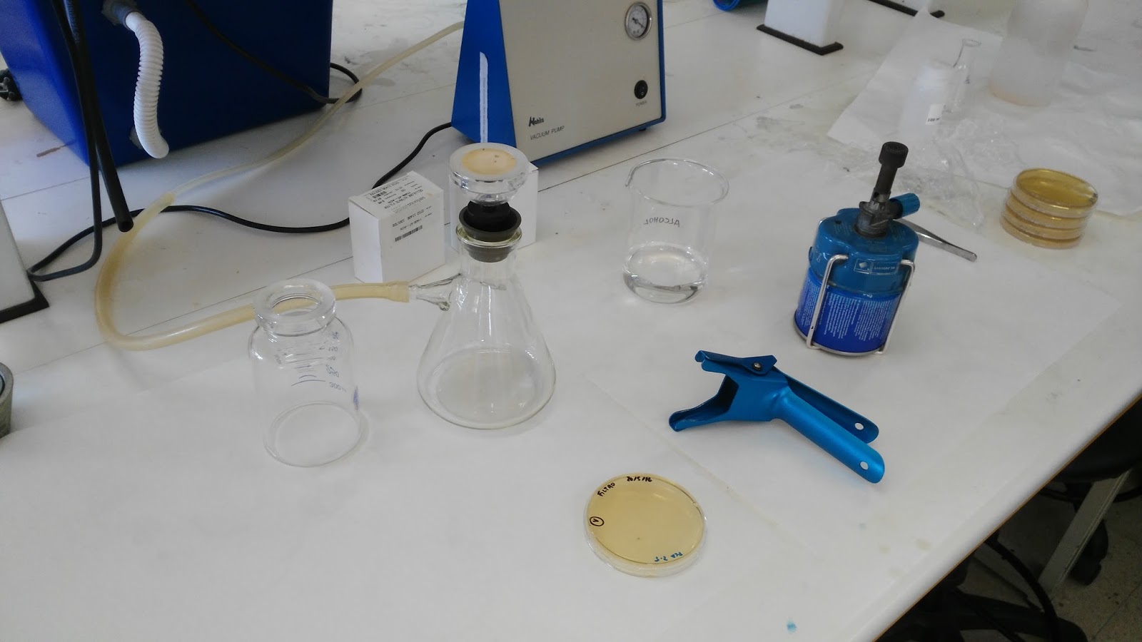 blog laboratorio rober: Recuento en placa de salmonella