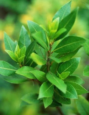 MILLARES (Baleira-Lugo): El laurel