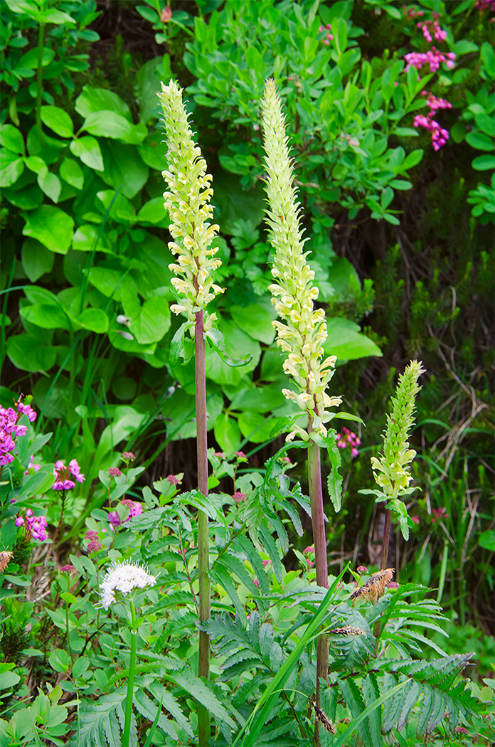 Linda Cochran's Garden