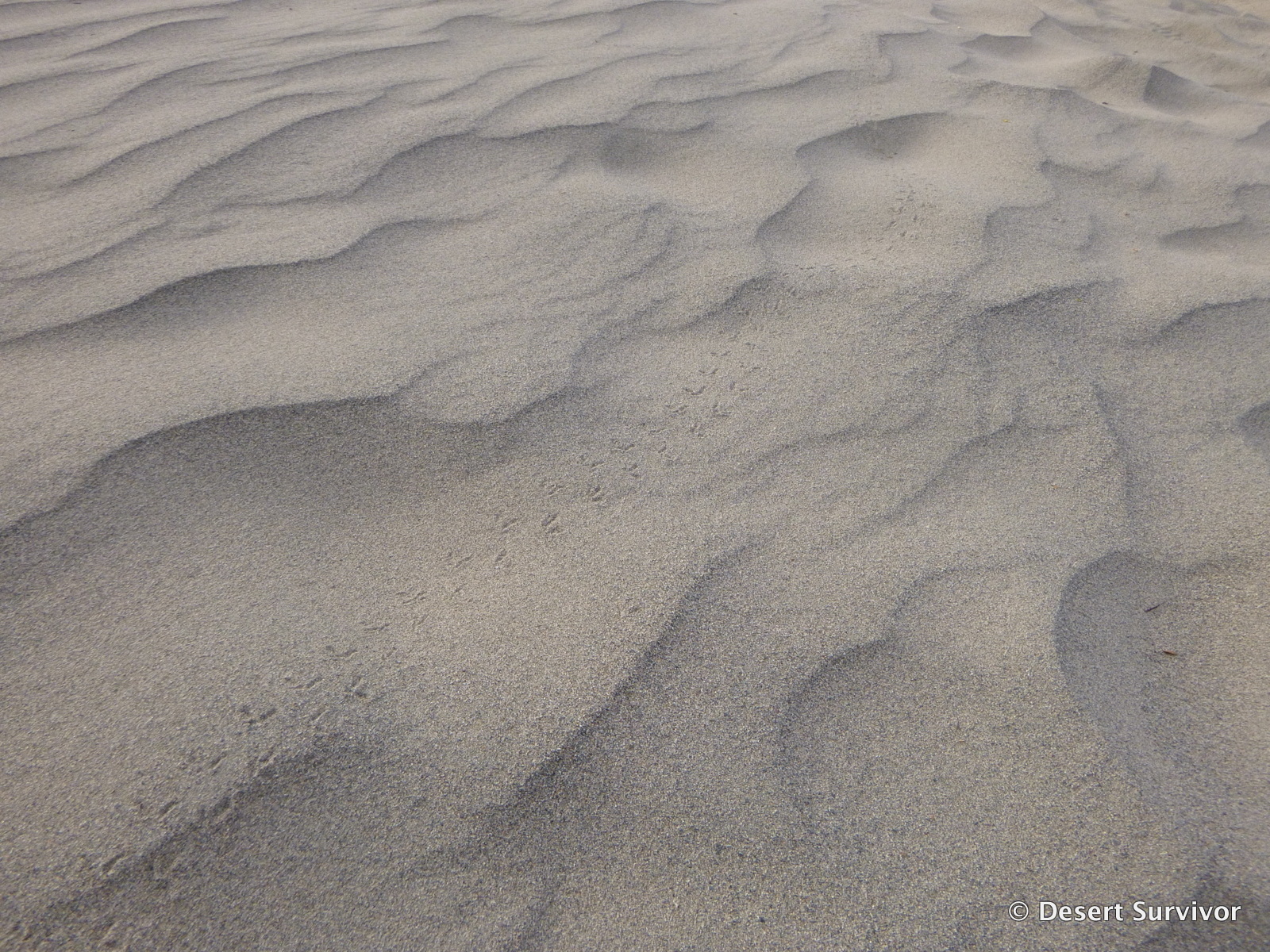 Desert Survivor: Desert Destination: Mesquite Flat Sand Dunes, Death ...