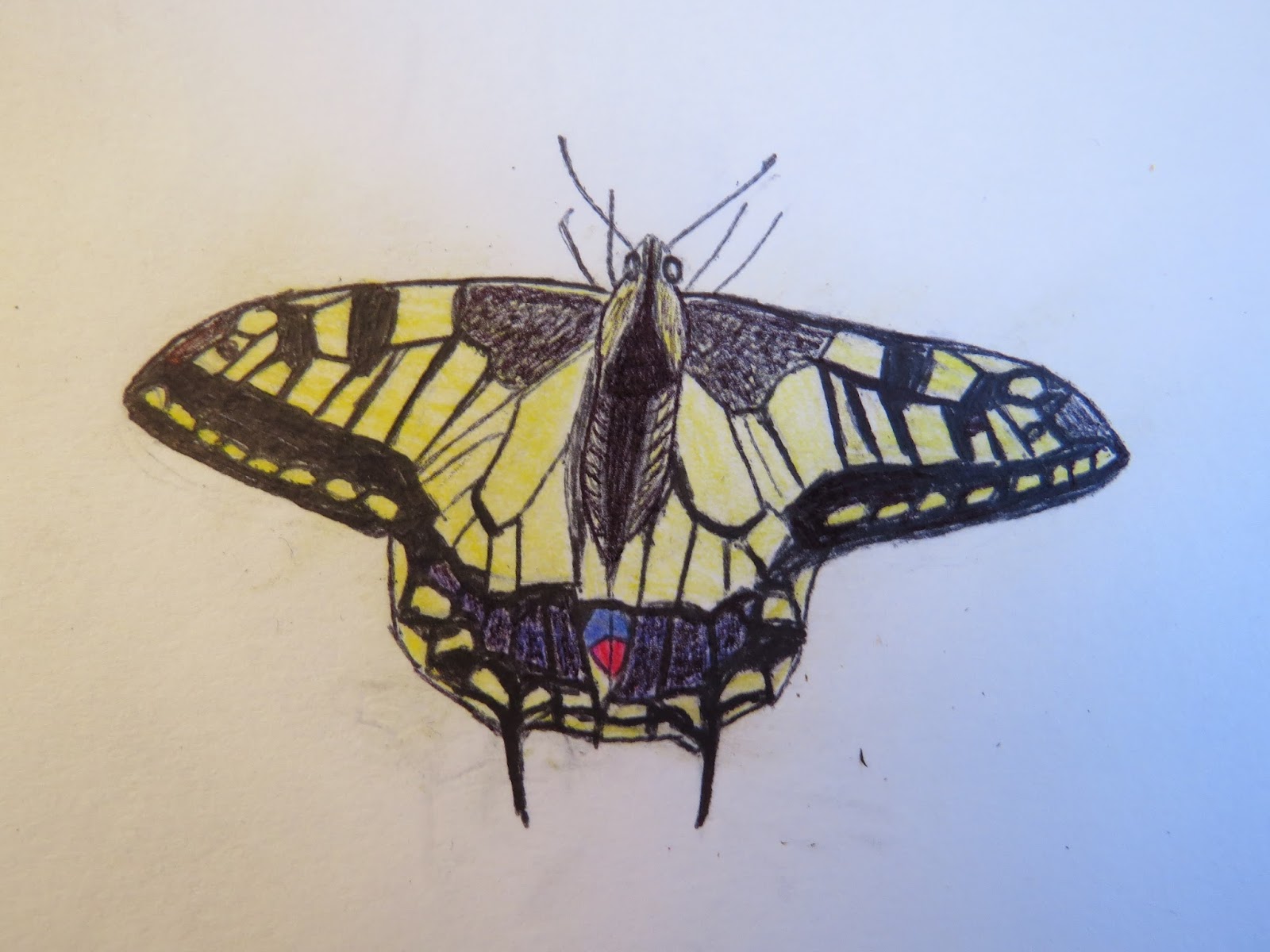 The Autistic Naturalist: How To Draw: Swallowtail Butterflies