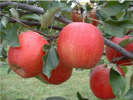 MEYVECİLİKDE DEVLET DESTEKLERİ-MEYVE İHRACATI: m9-mm 106-mm 111 klon ...