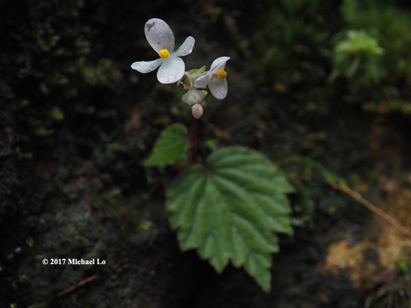 The rainforests of Borneo & Southeast Asia: Sandstone mountain of ...