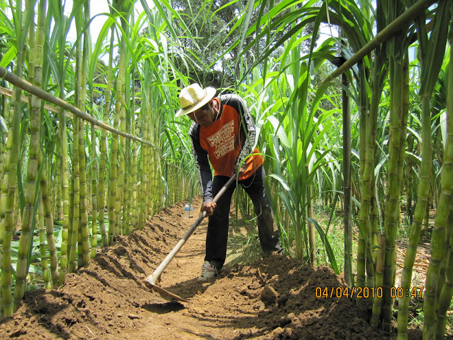 PEMBEKAL TEBU SEMENANJUNG: PROJEK LADANG TEBU DI KUANG SELANGOR