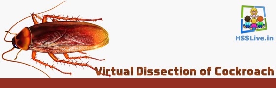 Cockroach Anatomy And Dissection