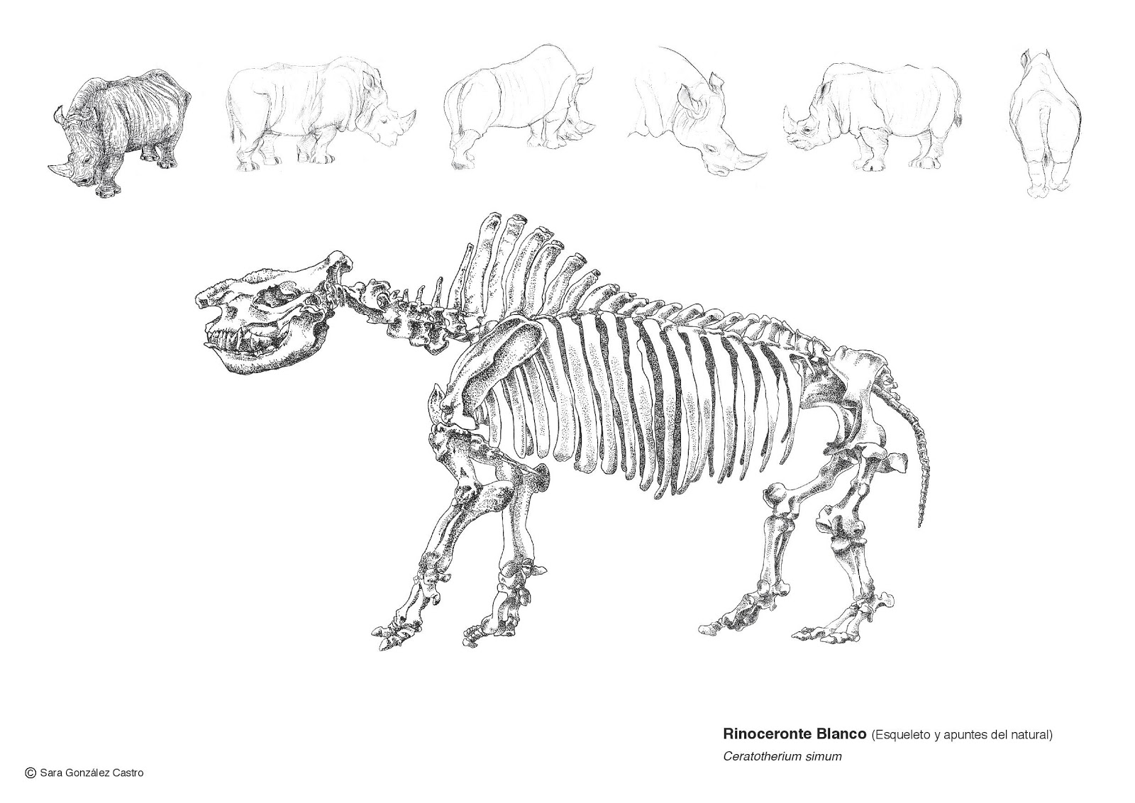 Sara González Castro: Rinoceronte Blanco (Ceratotherium Simum)