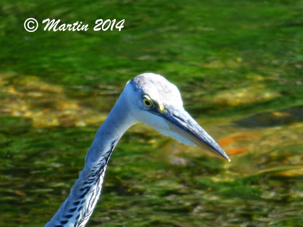 Miradas Cantábricas: La Garza Real que se fotografio una vez al dia...