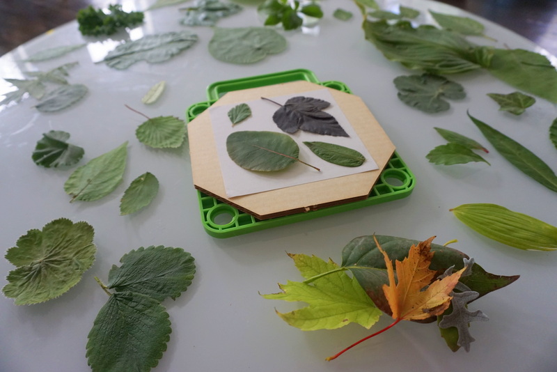 Playing with Leaves, Montessori Botany Activities at Home - "Making ...