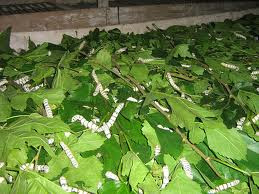 Pemeliharaan Ulat Kecil ~ Budidaya Ulat Sutera