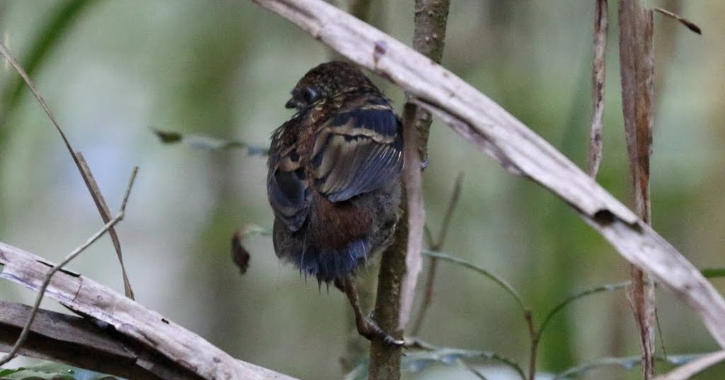National Park Odyssey: Lookout Road, Goomburra Section, Main Range ...