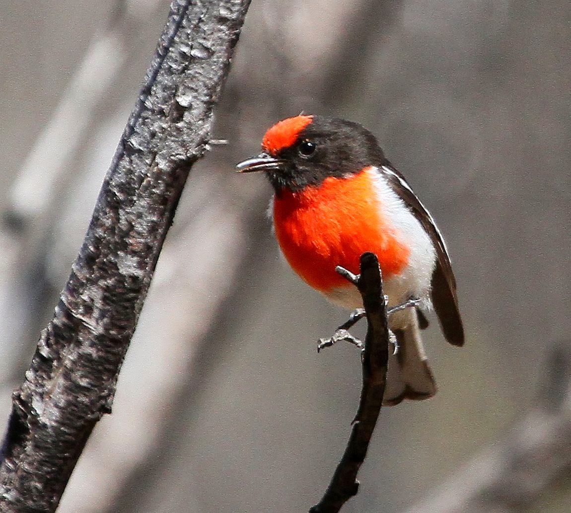 Richard Waring's Birds of Australia: The smaller birds - Zebra Finch ...