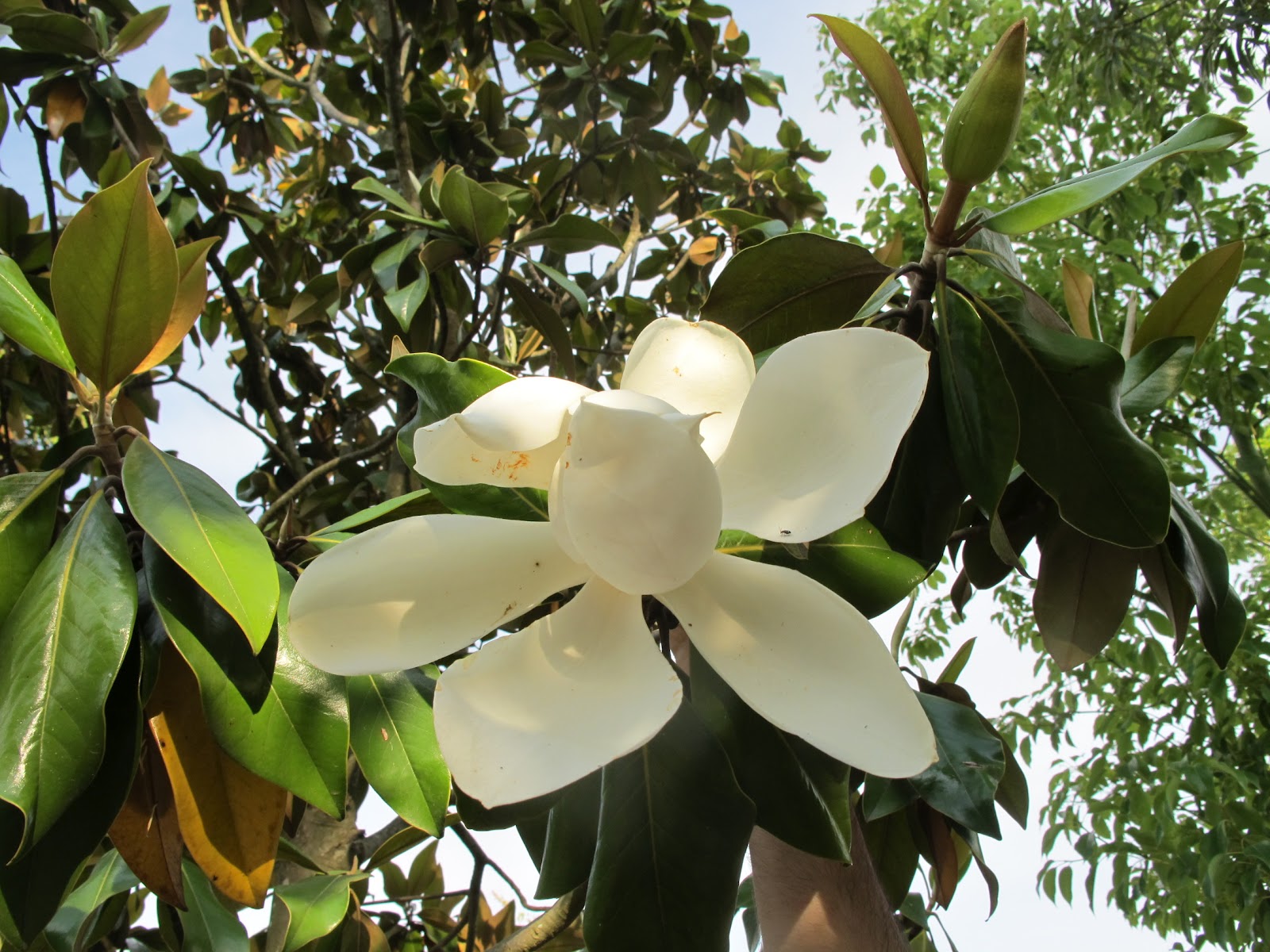 FLORA NEL SALENTO e.. anche altrove: Magnolia grandiflora L ...