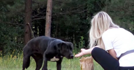 Four legged friends (and enemies): South Carolina: Labrador mix rescued ...