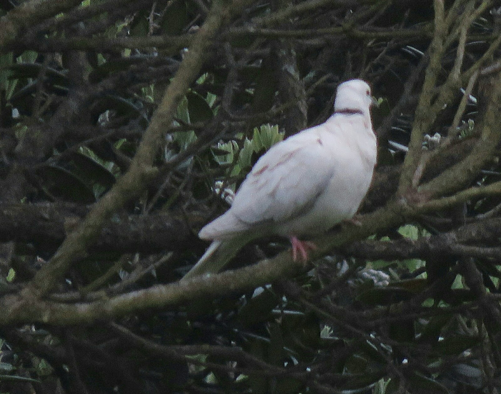 Bird & Travel Photos, Birding Sites, Bird Information: AFRICAN COLLARED ...