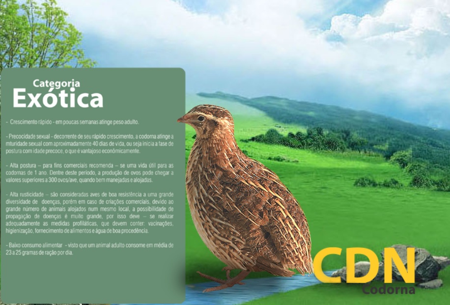 CODORNA: CODORNA JAPONESA